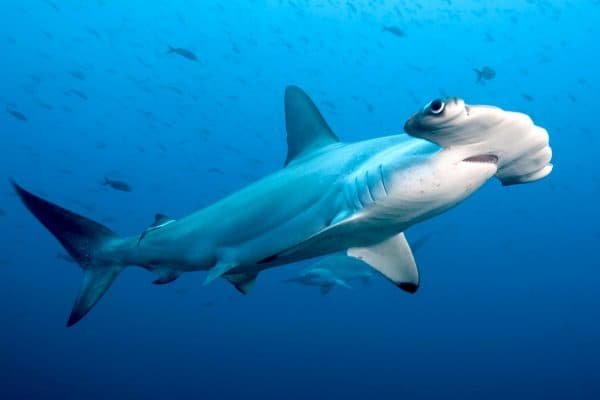 NEW ZEALAND DIVING A destination for everyone